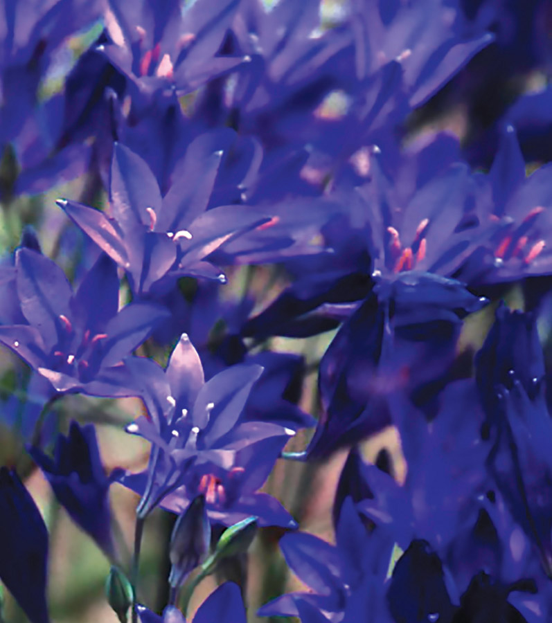Triteleia - Queen Fabiola - Brent & Becky's Bulbs
