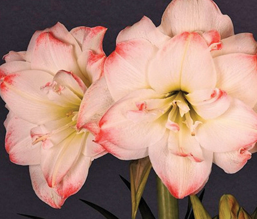 Hippeastrum - Amadeus Candy - Amaryllis - Brent & Becky's Bulbs