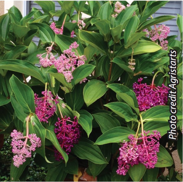 Medinilla - myriantha - Brent & Becky's Bulbs