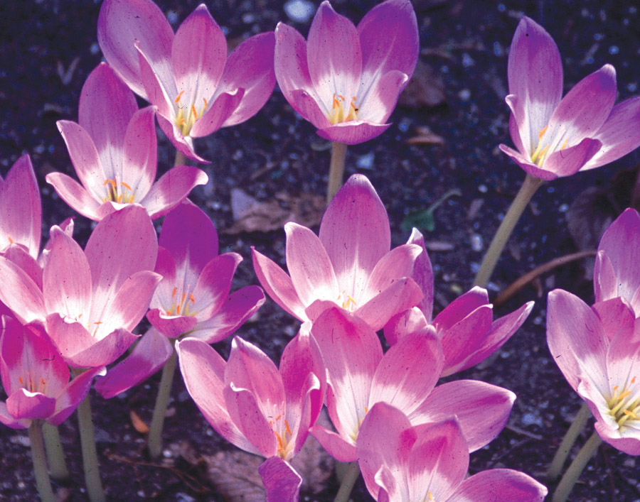 Colchicum - bornmuelleri - Brent & Becky's Bulbs