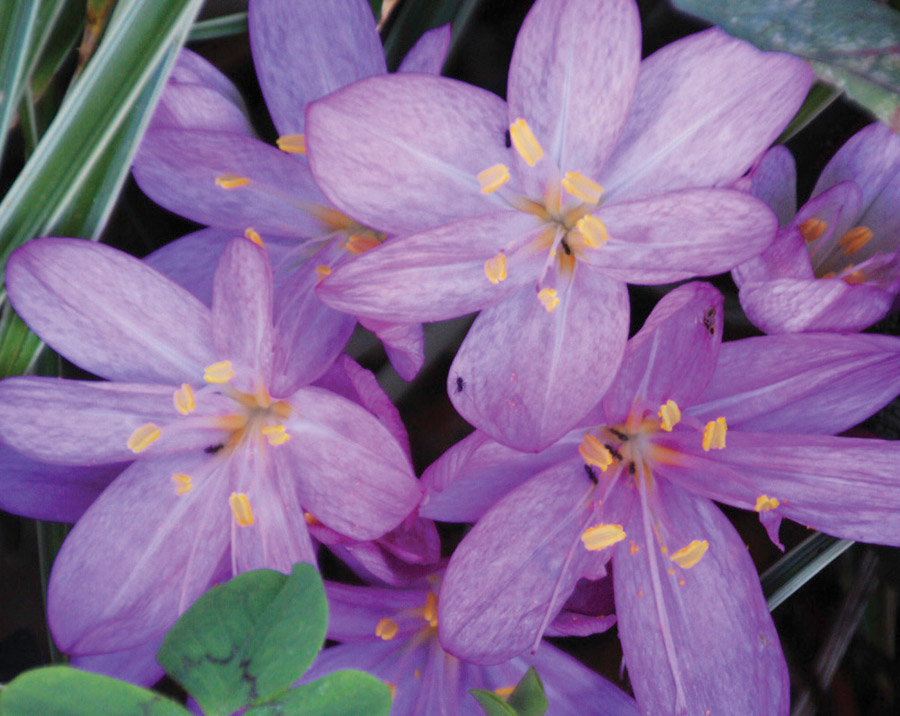 Colchicum - cilicicum - Brent & Becky's Bulbs
