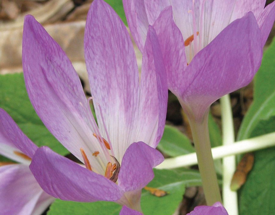 Colchicum - Giant - Brent & Becky's Bulbs