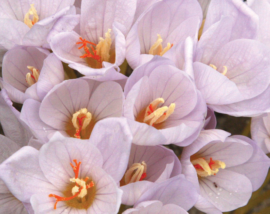 Crocus-Fall - pulchellus 'Zephyr' - Brent & Becky's Bulbs