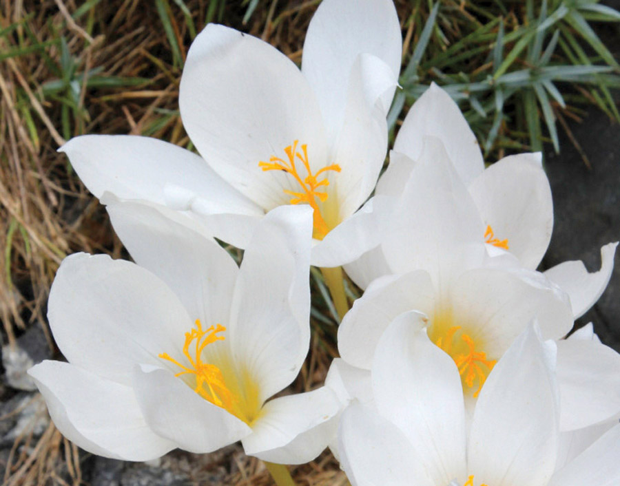 Crocus-Fall - speciosus 'Albus' - Brent & Becky's Bulbs