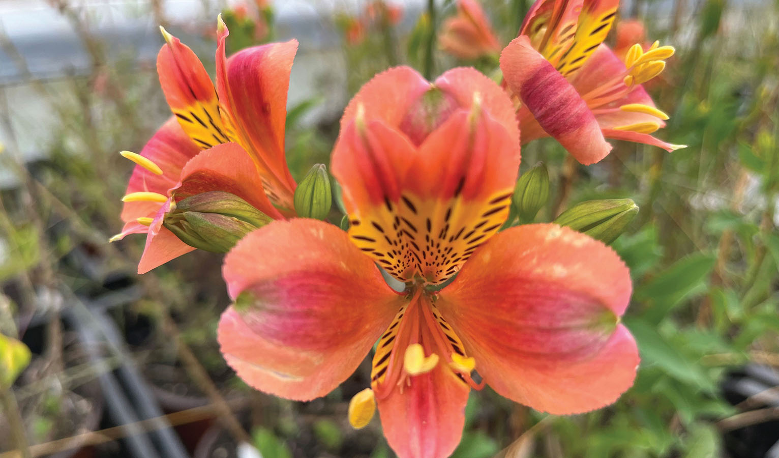 Alstroemeria Coral Chaos - Brent & Becky's Bulbs