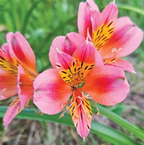 Alstroemeria Coral Chaos - Brent & Becky's Bulbs