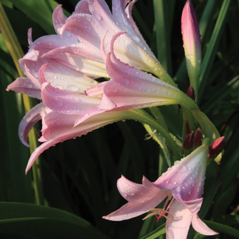 Amarcrinum - Crinodonna or Hardy Amaryllis - Brent & Becky's Bulbs
