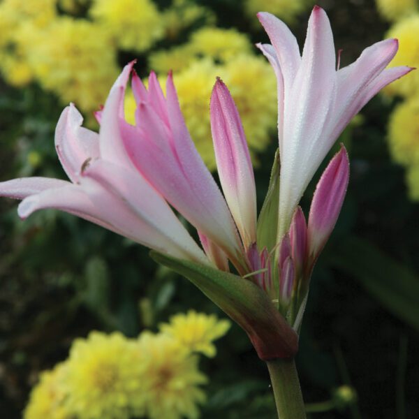 Amarcrinum - Crinodonna or Hardy Amaryllis - Brent & Becky's Bulbs