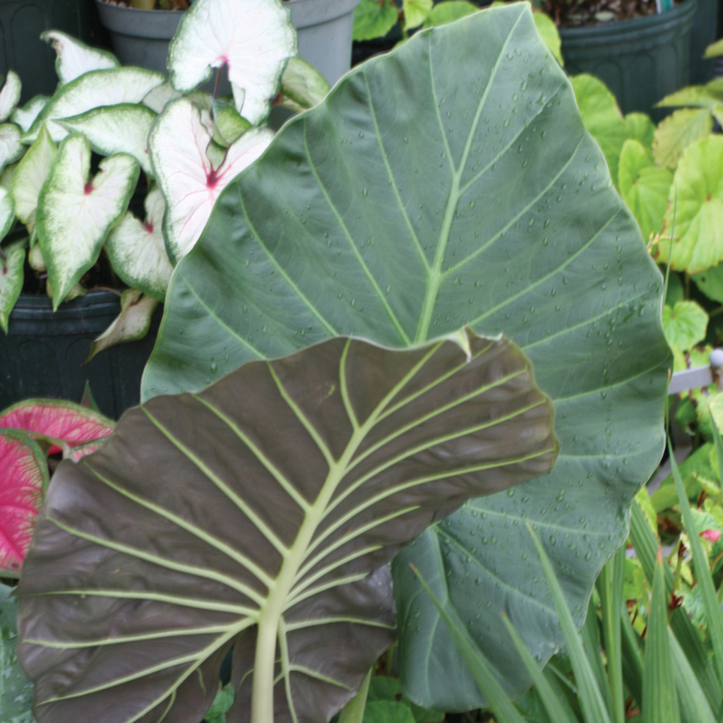 Alocasia Regal Shields - Brent & Becky's Bulbs