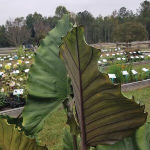 Alocasia Sumo - Upright Elephant Ear - Brent & Becky's Bulbs