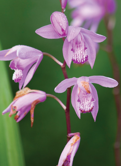 Bletilla striata - Brent & Becky's Bulbs