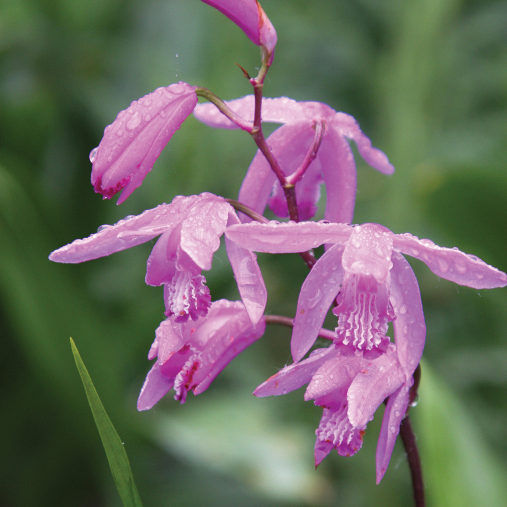 Spring Planted Bulbs Archives - Brent & Becky's Bulbs