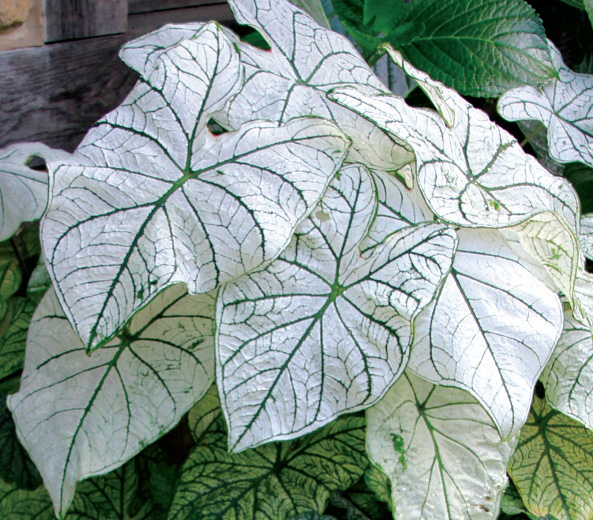 Caladium Candidum Sr. - Brent & Becky's Bulbs