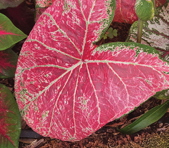 Caladium Ballet Slippers - Brent & Becky's Bulbs