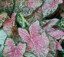 Caladium Ballet Slippers - Brent & Becky's Bulbs