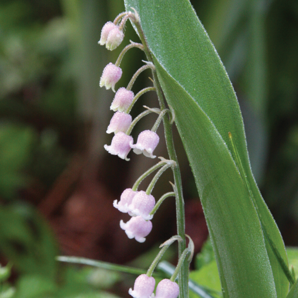 Convallaria majalis 'Rosea' - Lily-of-the-Valley - Brent & Becky's Bulbs