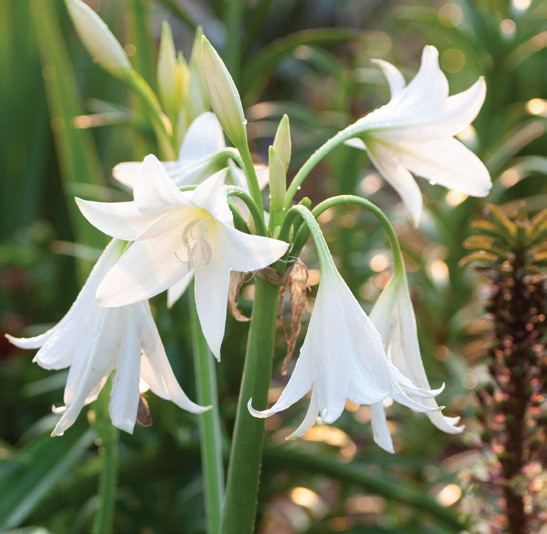 Crinum x. powellii 'Album' - Brent & Becky's Bulbs