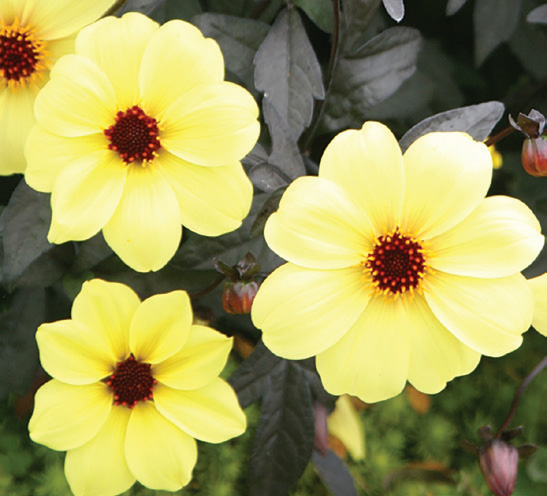 Dahlia Taxi Driver - Brent & Becky's Bulbs