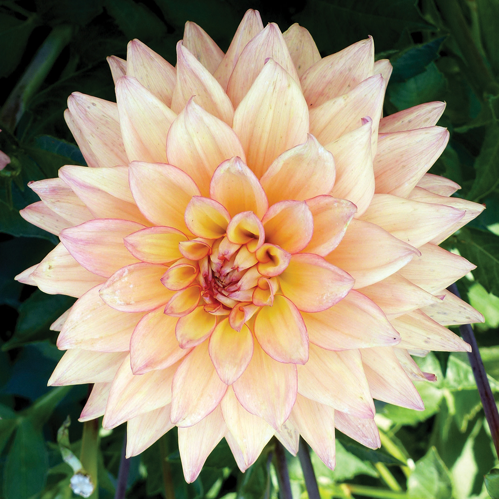 Dahlia Melody Dora - Brent & Becky's Bulbs