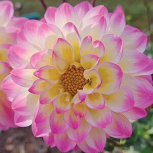 Dianthus Everbloom™ 'Red Delicious' - Brent & Becky's Bulbs