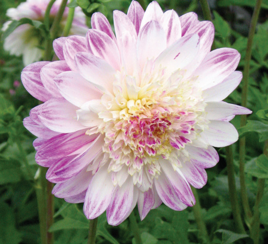 Dahlia Que Sera - Brent & Becky's Bulbs