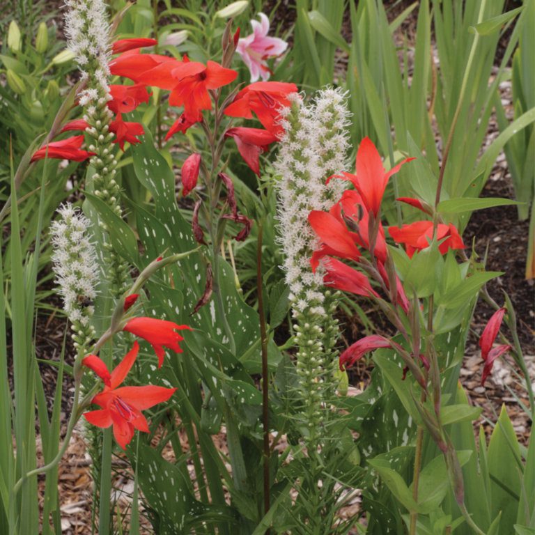 Gladiolus species primulinus Mirella - Sword Lily - Brent & Becky's Bulbs