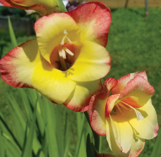 Gladiolus species primulinus 'Las Vegas' - Brent & Becky's Bulbs