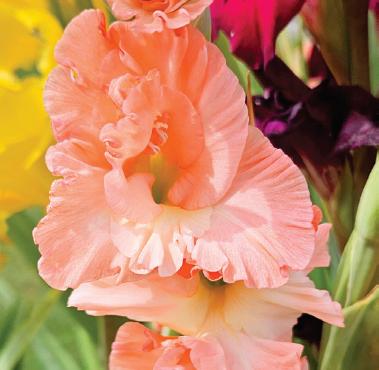 Gladiolus Blushed Look - Brent & Becky's Bulbs