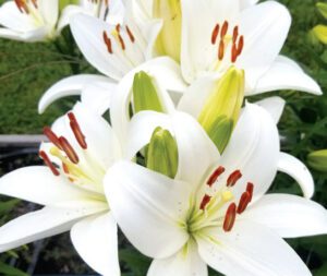 Lilium Kent (A) - Brent & Becky's Bulbs