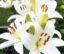 Lilium Kent (A) - Brent & Becky's Bulbs