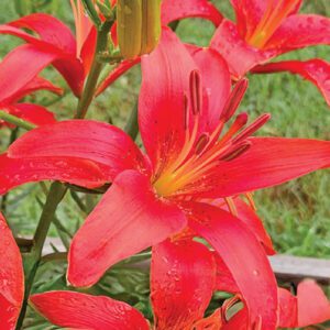 Lilium Elusive (O/T) - Brent & Becky's Bulbs