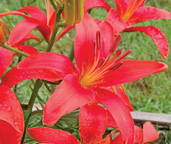 Lilium Red County (A) - Brent & Becky's Bulbs