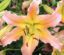 Lilium Elusive (O/T) - Brent & Becky's Bulbs