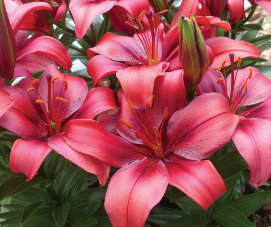 Lilium Salinero (A) - Brent & Becky's Bulbs