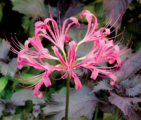Nerine bowdenii - Brent & Becky's Bulbs