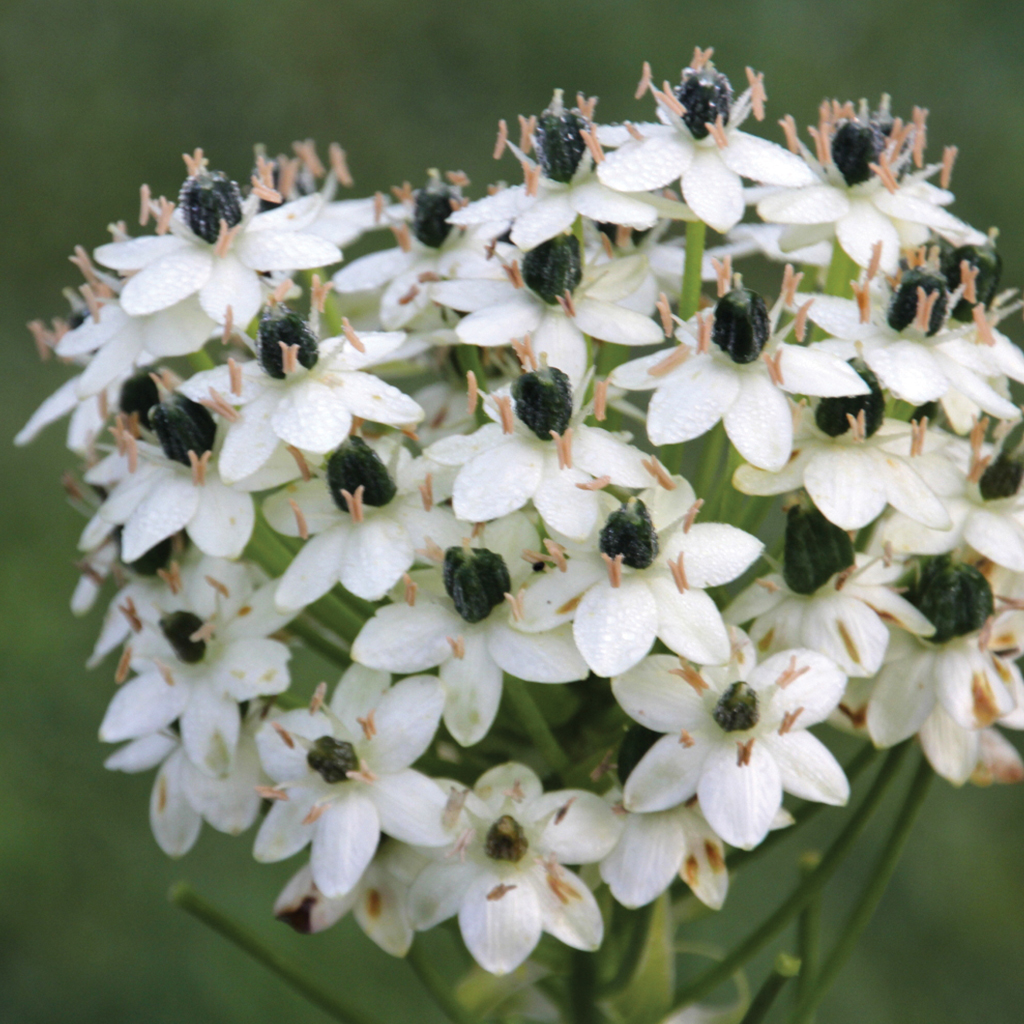 Ornithogalum saundersiae - Star of Bethlehem - Brent & Becky's Bulbs