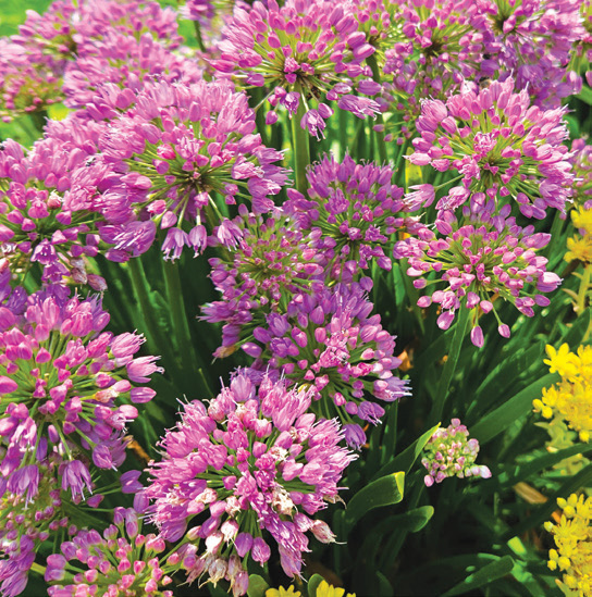 Allium Millenium - Brent & Becky's Bulbs