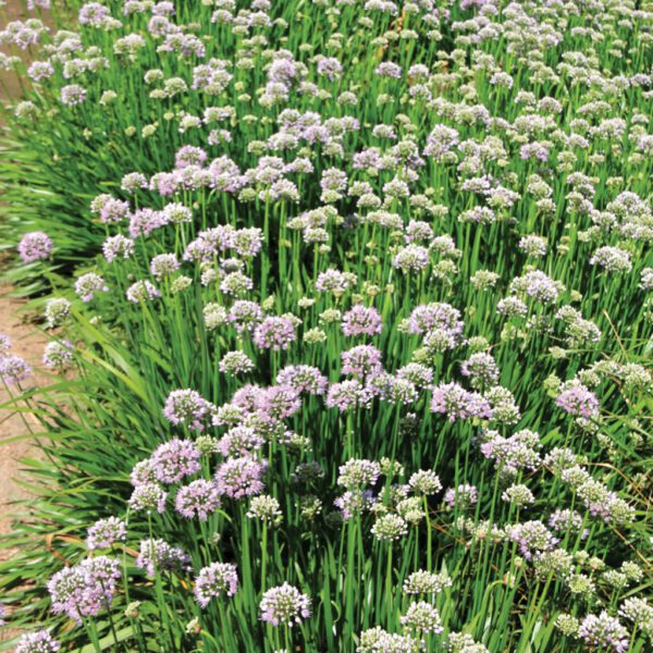 Allium Millenium - Brent & Becky's Bulbs