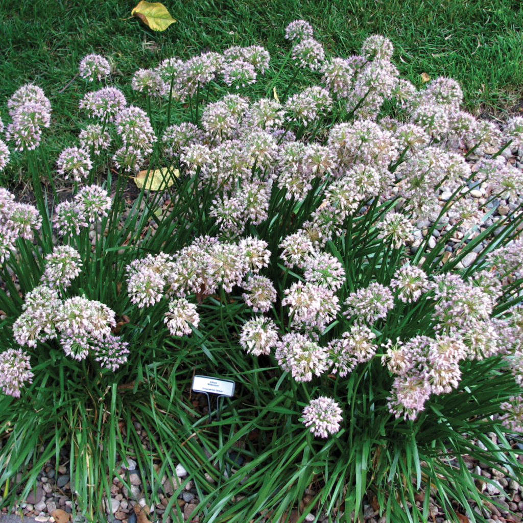 Allium Millenium - Brent & Becky's Bulbs