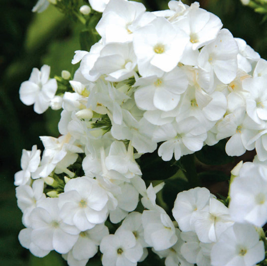 Phlox paniculata 'David' - Brent & Becky's Bulbs