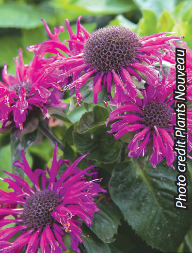 Monarda Bee-You Bee Free - Brent & Becky's Bulbs