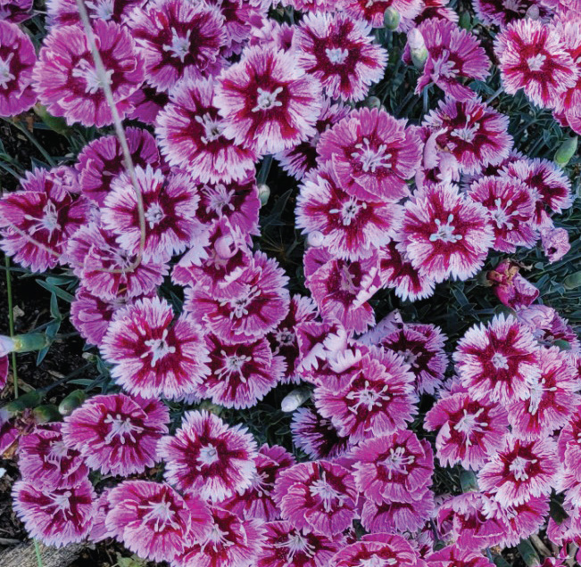 Dianthus Everbloom™ 'Raspberry Jam' - Brent & Becky's Bulbs