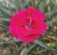 Dianthus Everbloom™ 'Red Delicious' - Brent & Becky's Bulbs