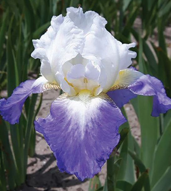 Iris germanica 'Mission Ridge' - Brent & Becky's Bulbs