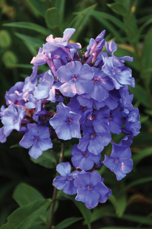 Phlox paniculata Blue Paradise - Summer phlox - Brent & Becky's Bulbs
