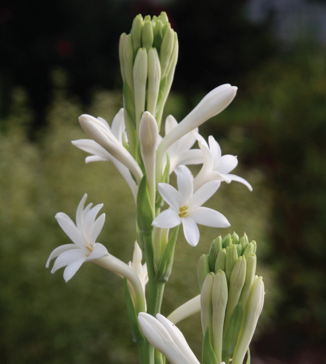 Polianthes tuberosa Single Mexican - Brent & Becky's Bulbs