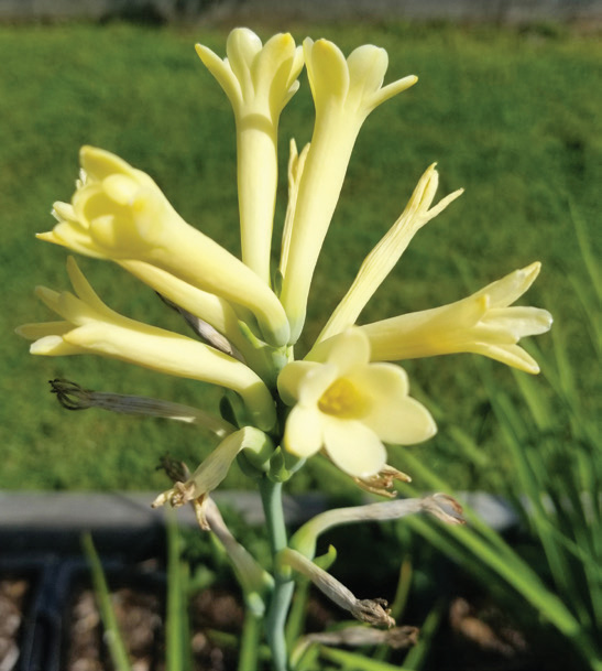 Polianthes tuberosa Super Gold - Brent & Becky's Bulbs