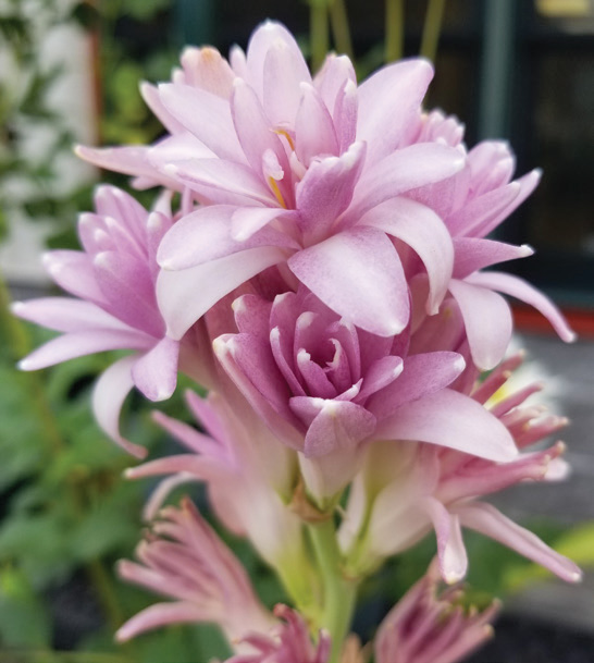 Polianthes tuberosa Pink Sapphire - Brent & Becky's Bulbs