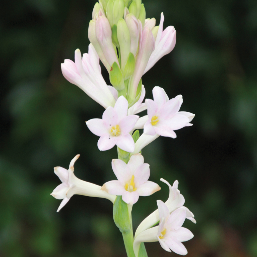 Polianthes tuberosa Sensation - Tuberose - Brent & Becky's Bulbs