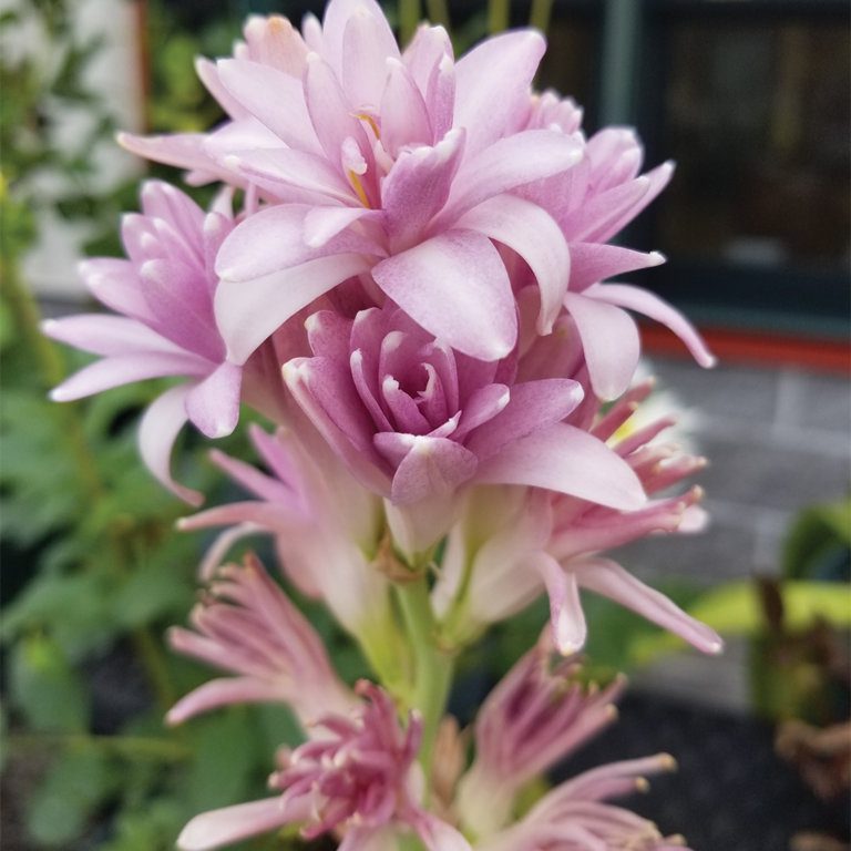 Polianthes tuberosa Pink Sapphire - Tuberose - Brent & Becky's Bulbs